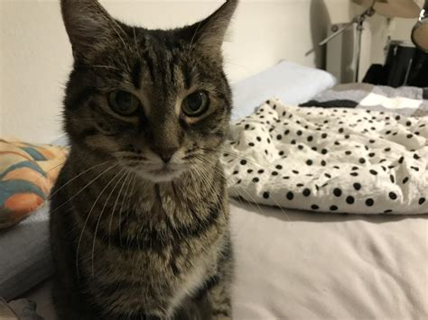 Meet Mimi She Loves Modeling R Supermodelcats