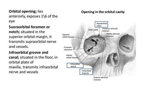 Orbit Anatomy Power Point Presentation