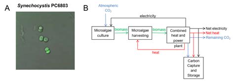Microalgae For Co2 Capture Laboratoire De Physique Des Solides