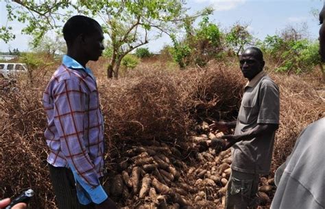 7 Yam Storage In The Field Download Scientific Diagram