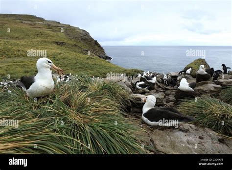 Black Browed Albatross Thalassarche Melanophris Diomedea Melanophris