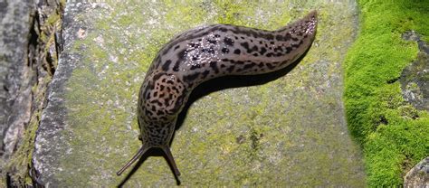 The Leopard Slug Critter Science