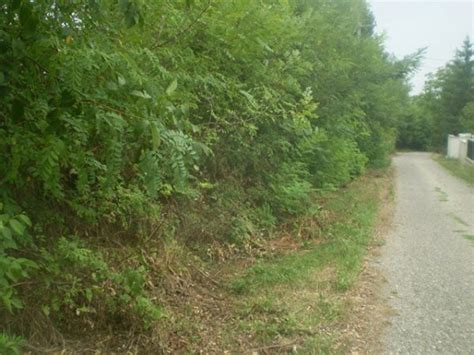 Plac Na Avali Tresnja 5 Perić Nekretnine