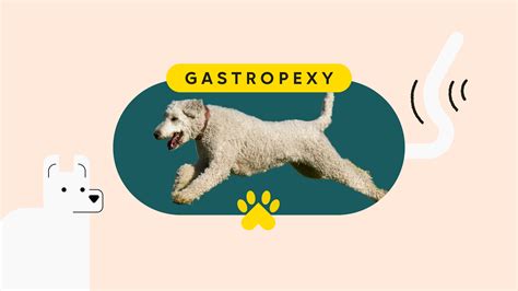 Is Gastropexy Surgery For Your Dog Worth It Goodrx