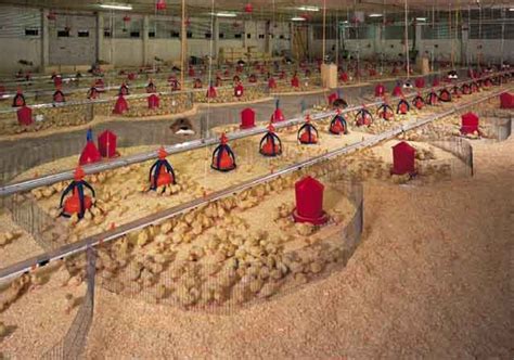 House Preparation And Arrival Of Chicks Poultry The Chickipedia H N