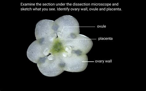 Flower Ovule Under Microscope