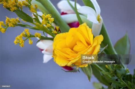 노란 장미와 새싹이 있는 향기로운 흰색 튜베로즈 꽃이 특징인 화려한 꽃다발을 클로즈업합니다 장식 꽃다발 또는 인사말 카드 배경에 적합합니다 0명에 대한 스톡 사진 및 기타