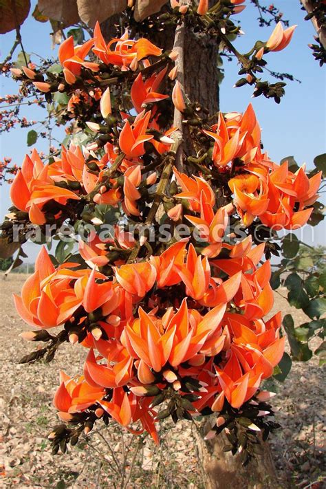 Butea Monosperma Acheter Des Graines Sur Rarepalmseeds