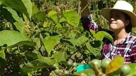 Goiana Viraliza No TikTok Ao Mostrar A Rotina No Campo E Como Isso A
