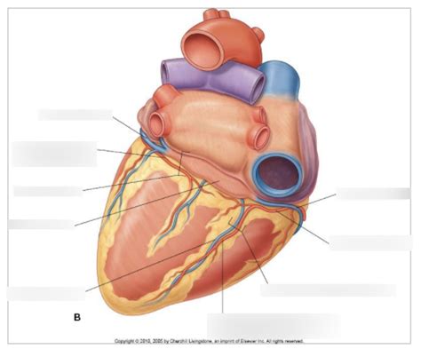 Posterior Vessels Diagram Quizlet
