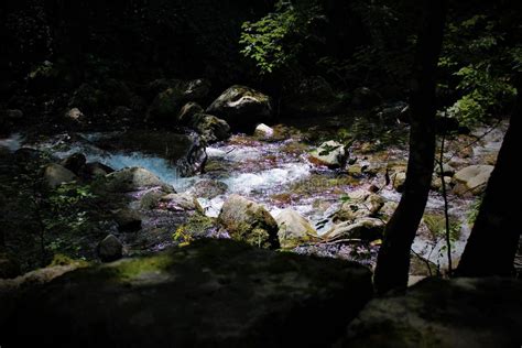 Water Stream In The Forest Stock Image Image Of Stream 263949917