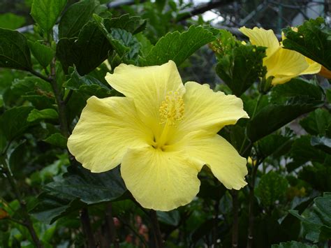 🔥 46 Hawaiian Flowers Wallpapers Backgrounds Wallpapersafari