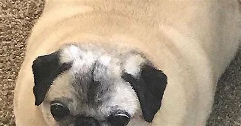 Pugtato Album On Imgur