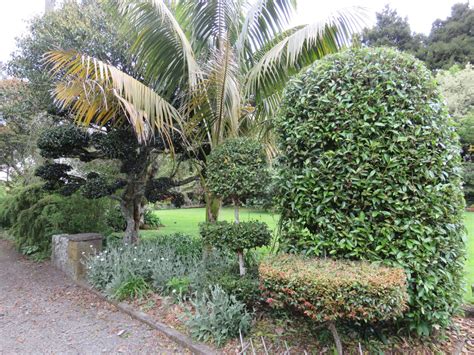 Sasanqua Camellias Tikorangi The Jury Garden