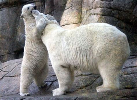 Polar Bear Mother And Cub Hug After Row Pictures Huffpost Uk News