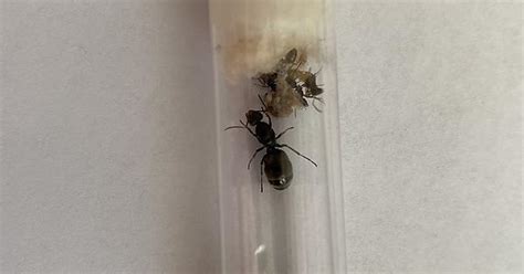 Formica Queen And Workers Album On Imgur