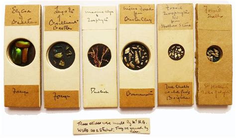 Antique Microscope Slides By Hg Wells Circa 1890
