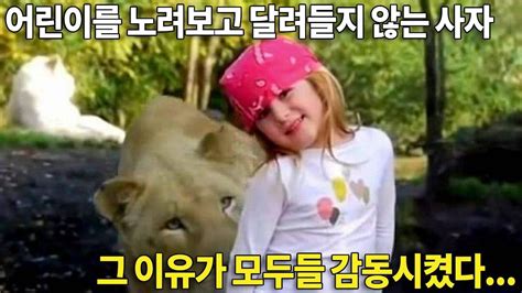 어린 아이를 노려보고 달려들지 않는 사자 그 이유가 모두들 감동시켰다 Youtube