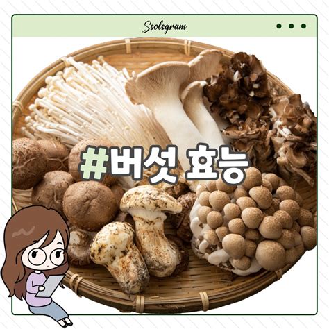 느타리버섯 효능과 말린 팽이버섯 효능 먹는법 네이버 포스트