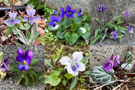 【菫】春シーズンに見かけたスミレを一覧で紹介してみました アタマの中は花畑