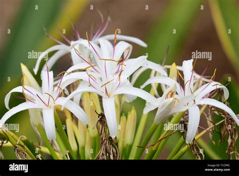 Giant Crinum Lily Hi Res Stock Photography And Images Alamy