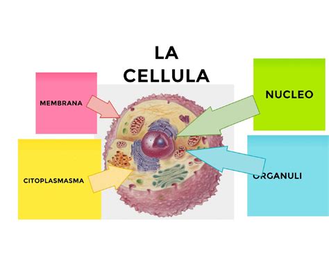La Cellula E Il Corpo Umano School News
