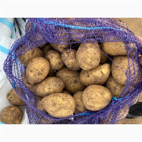 Картофель оптом из Казахстана — Agro Uzbekistan