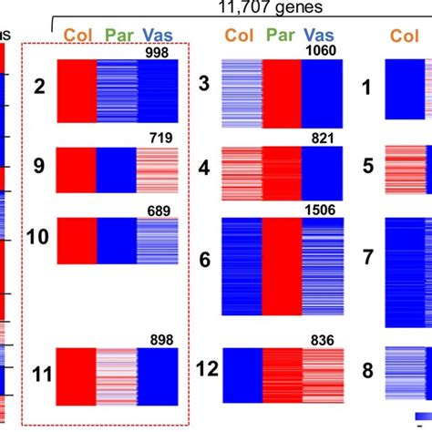 Clustering Of 11707 Expressed Celery Genes K Means Pearson Download Scientific Diagram