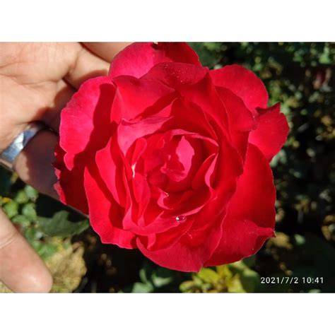 Jual Mawar Rambat Merah Shopee Indonesia