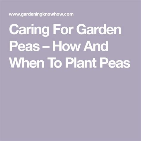 How To Grow Peas Requirements For Growing Peas Growing Peas Growing Veggies Water Plants