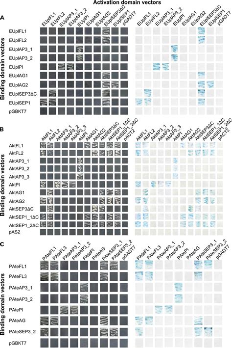 Interaction Patterns Between Proteins Of Floral Mads Box Genes In