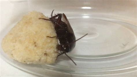 グロ注意ゴキブリに4ヶ月経った自作ホウ酸団子の効果があるか食べさせてみた I tried feeding cockroach
