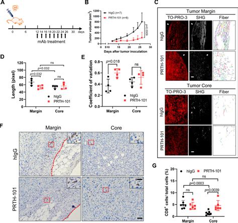 A Highly Selective Humanized Ddr1 Mab Reverses Immune Exclusion By Disrupting Collagen Fiber
