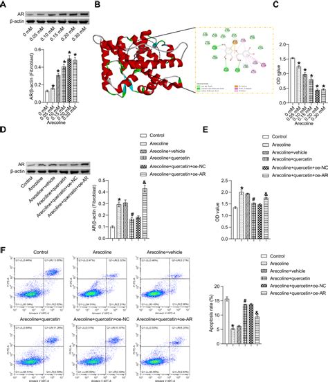 Jdk Alleviates Arecoline Induced Oral Mucosal Lesions Dddt