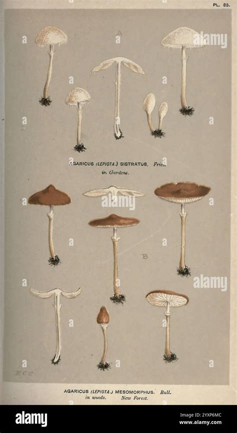 Central Arrangement Highlights Additional Mushroom Forms Hi Res Stock