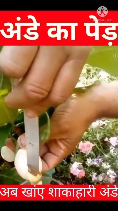 Egg Tree शाकाहारी अंडा Shorts Youtube