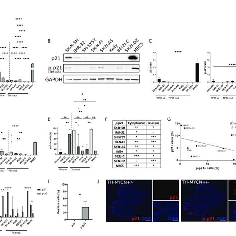 Endogenous P21 And P P21 Expression A Relative Expression Of P21
