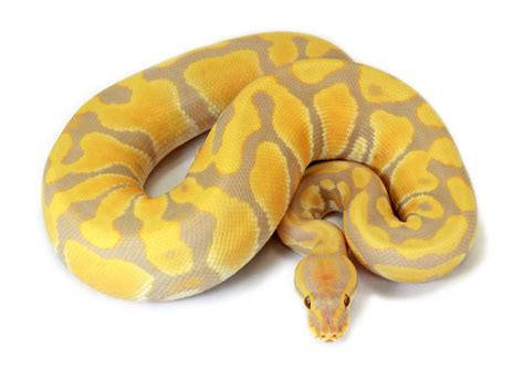 Toffee Markus Jayne Ball Pythons