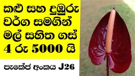පරාගනය මගින් බිහිවූ ලස්සනම ඇන්තූරියම් වර්ග 4ක් මල් සමඟ විකිණීමට
