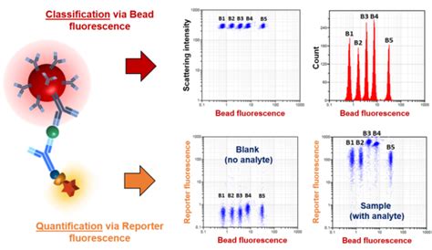 Multiplex Beads For Flow Cytometry And Image Cytometry Polyan