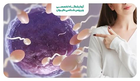 علائم تخمک گذاری زمان تخمک گذاری بعد از پریود مجله سلامت کیوان