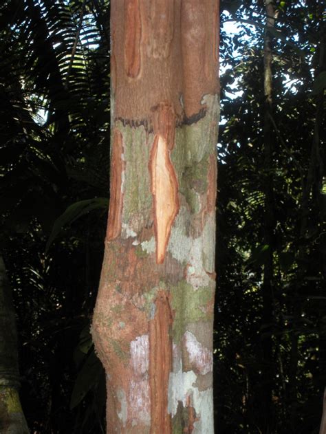 Ce Este Chinina De Tep I Ro