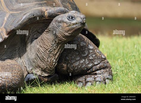 Seychelles Giant Tortoise Aldabra Giant Land Tortoise Geochelonia