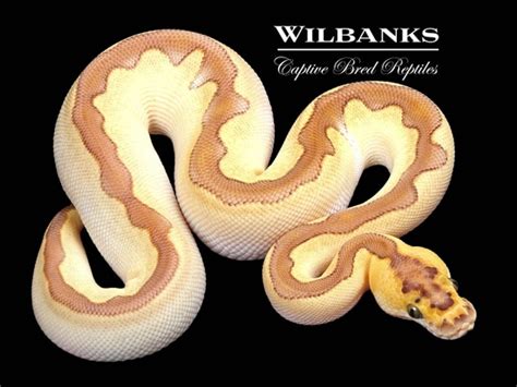 Butter Enchi Clown Ball Python By Wilbanks Captive Bred Reptiles