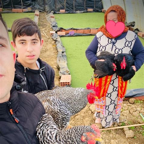 أزولا علف بديل لي دجاج و الأبقار و الأغنام غنية بالبروتين تنقص عليك