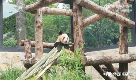 大熊猫丫丫，秋膘贴得如何了？ 知乎