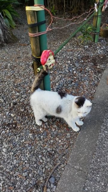 猫の日にちなんで アンのように生きる・・・老育）
