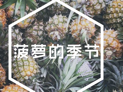 菠萝的季节會飛的魚兒 站酷zcool