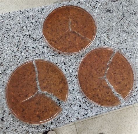 한천배지 질문 지식in