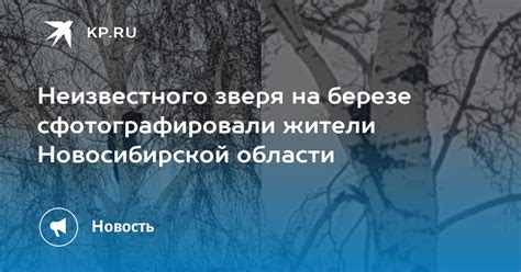 Неизвестного зверя на березе сфотографировали жители Новосибирской области Kp Ru